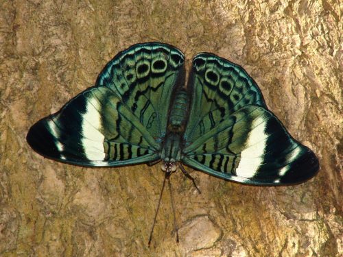 Procilla Dreams – Exhibits