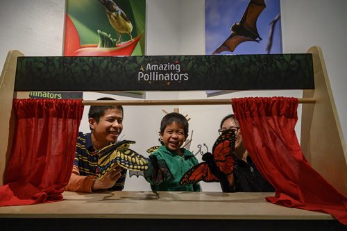 Amazing Pollinators – Exhibits