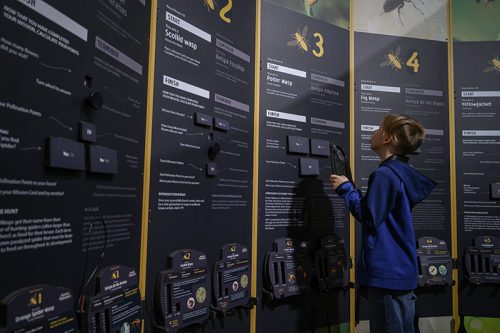 Amazing Pollinators – Exhibits