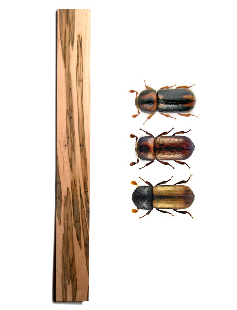 Bark Beetle Calligraphy – Exhibits