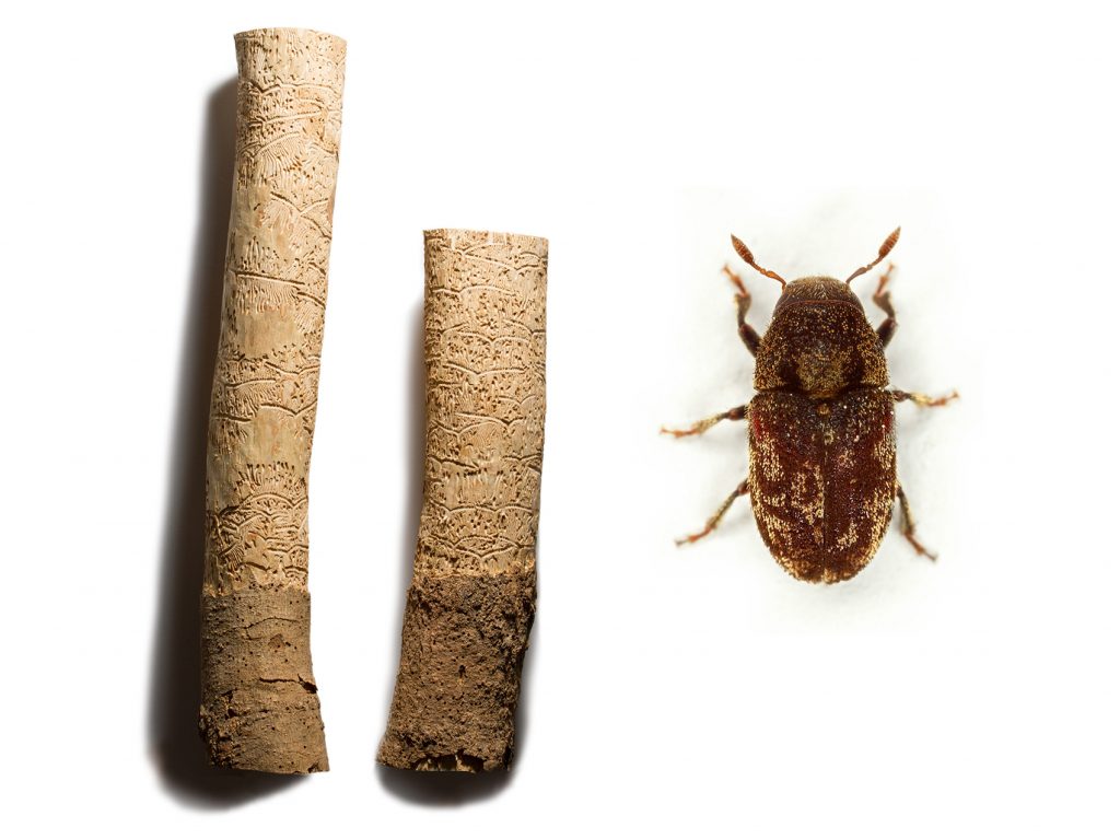 Bark Beetle Calligraphy – Exhibits