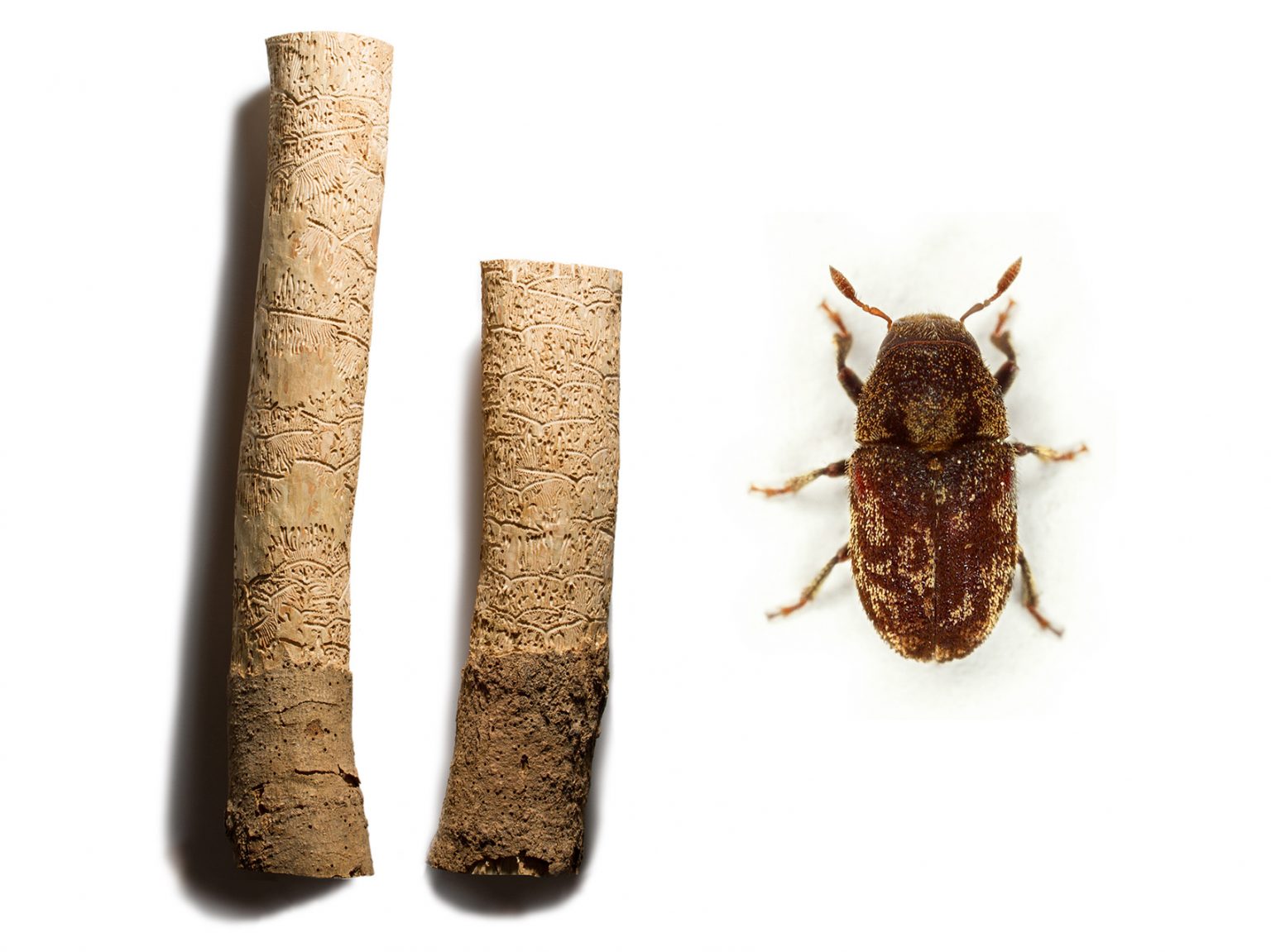 Bark Beetle Calligraphy – Exhibits