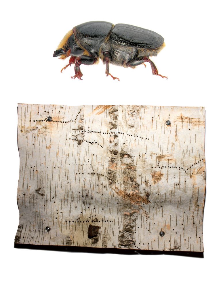 Bark Beetle Calligraphy – Exhibits