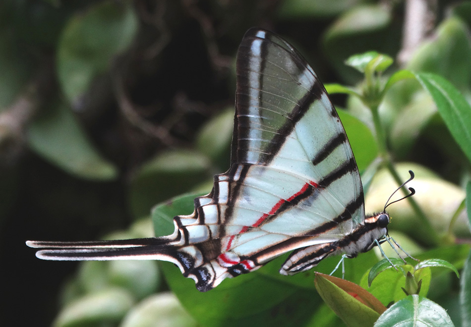 Butterfly Rainforest Moment, Mexican kite swallowtail – Exhibits