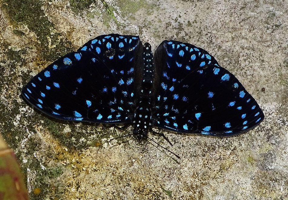 Butterfly Rainforest Moment, Starry night cracker – Exhibits