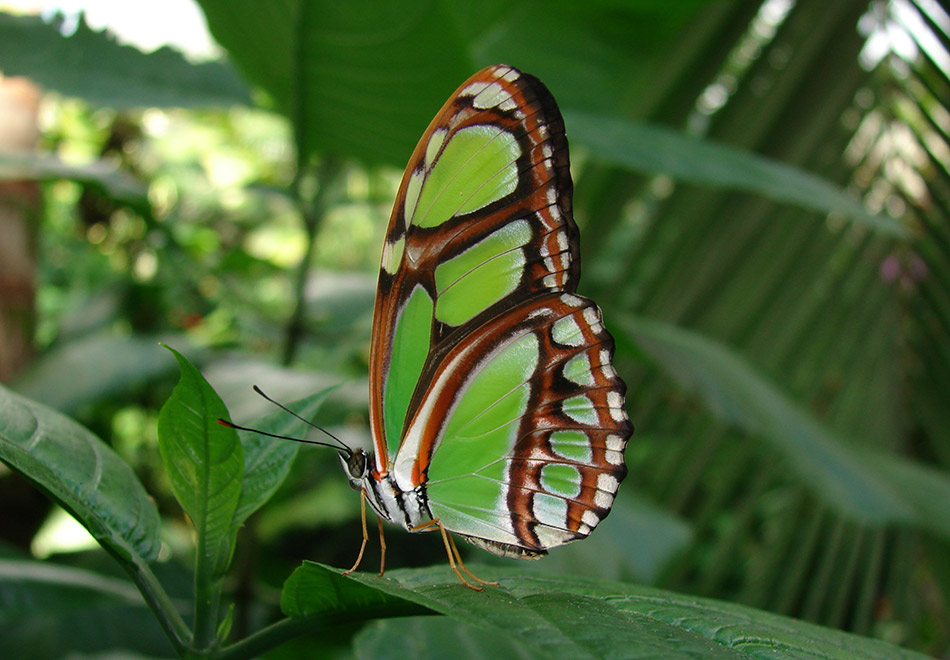 Butterfly Rainforest Moment, Green longwing – Exhibits