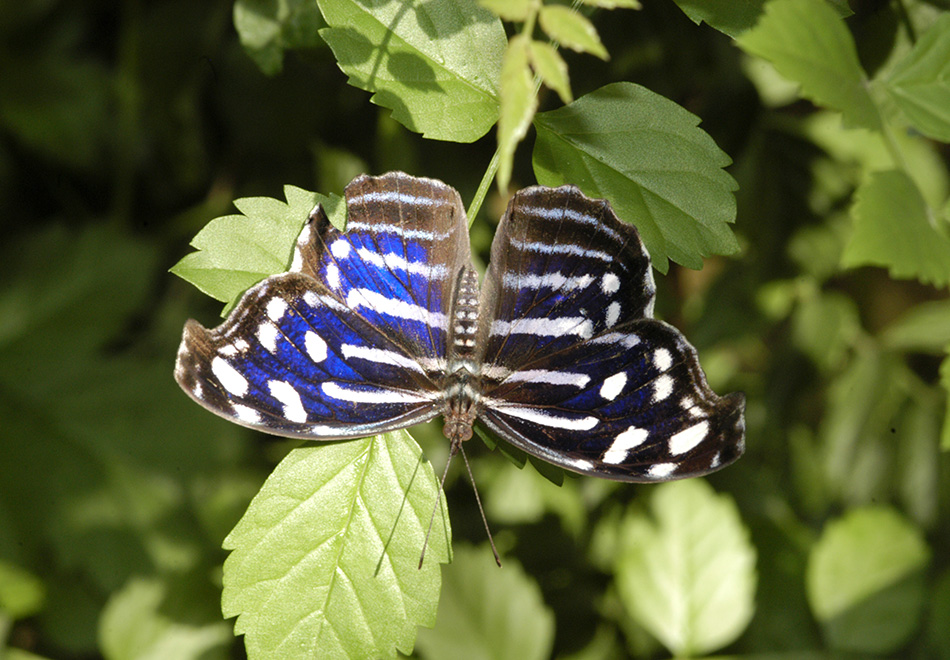 Butterfly Rainforest Moment, Tropical blue wave – Exhibits