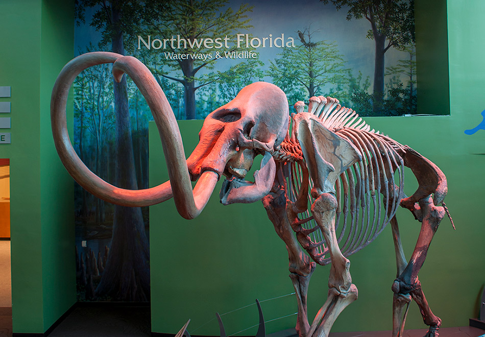 Mammoths and mastodons and sloths, oh my! – Exhibits