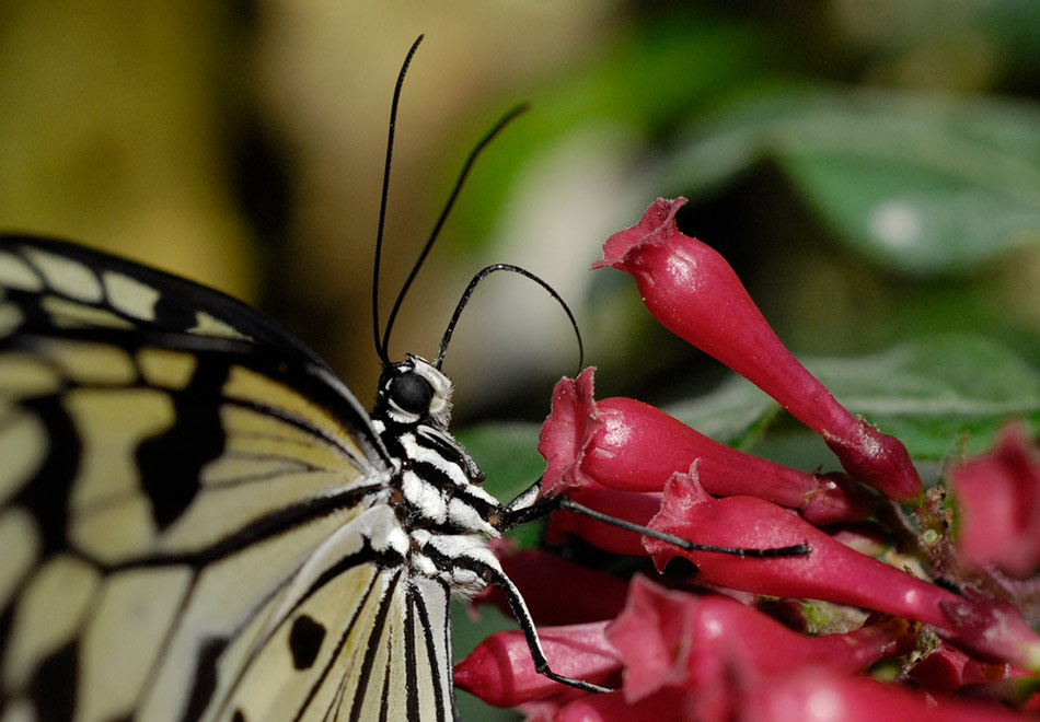 Butterfly Rainforest Moment, How do they taste? – Exhibits