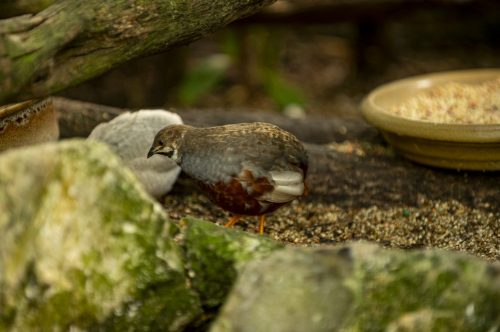 We have the cutest quail in our exhibit! – Exhibits