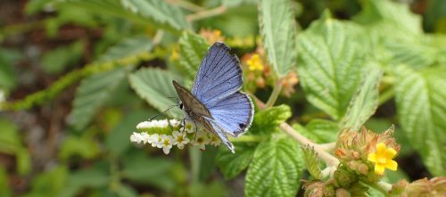 Endangered Butterflies in a Changing Climate – Exhibits