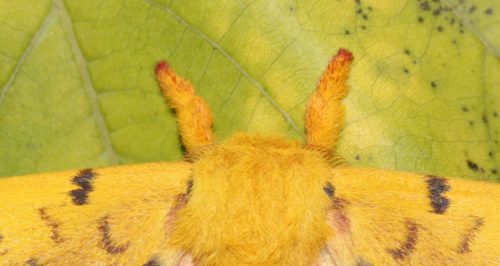 Automeris Io, Lepidoptera Collection Photo – Exhibits