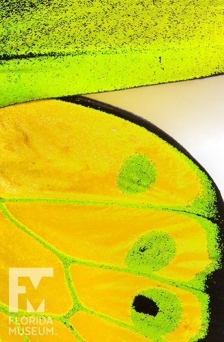 Goliath birdwing, Lepidoptera Collection Photo – Exhibits