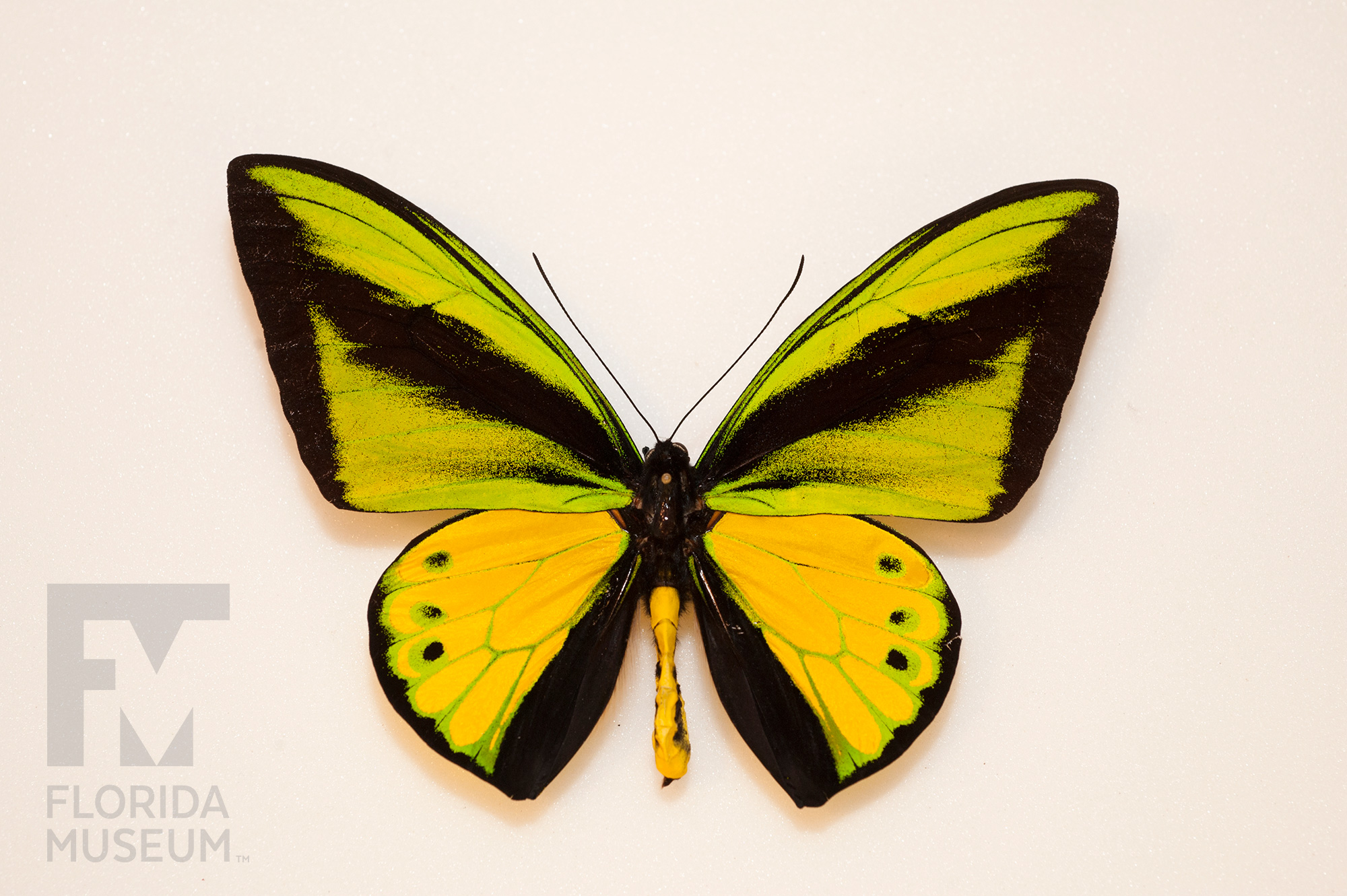Goliath birdwing, Lepidoptera Collection Photo – Exhibits