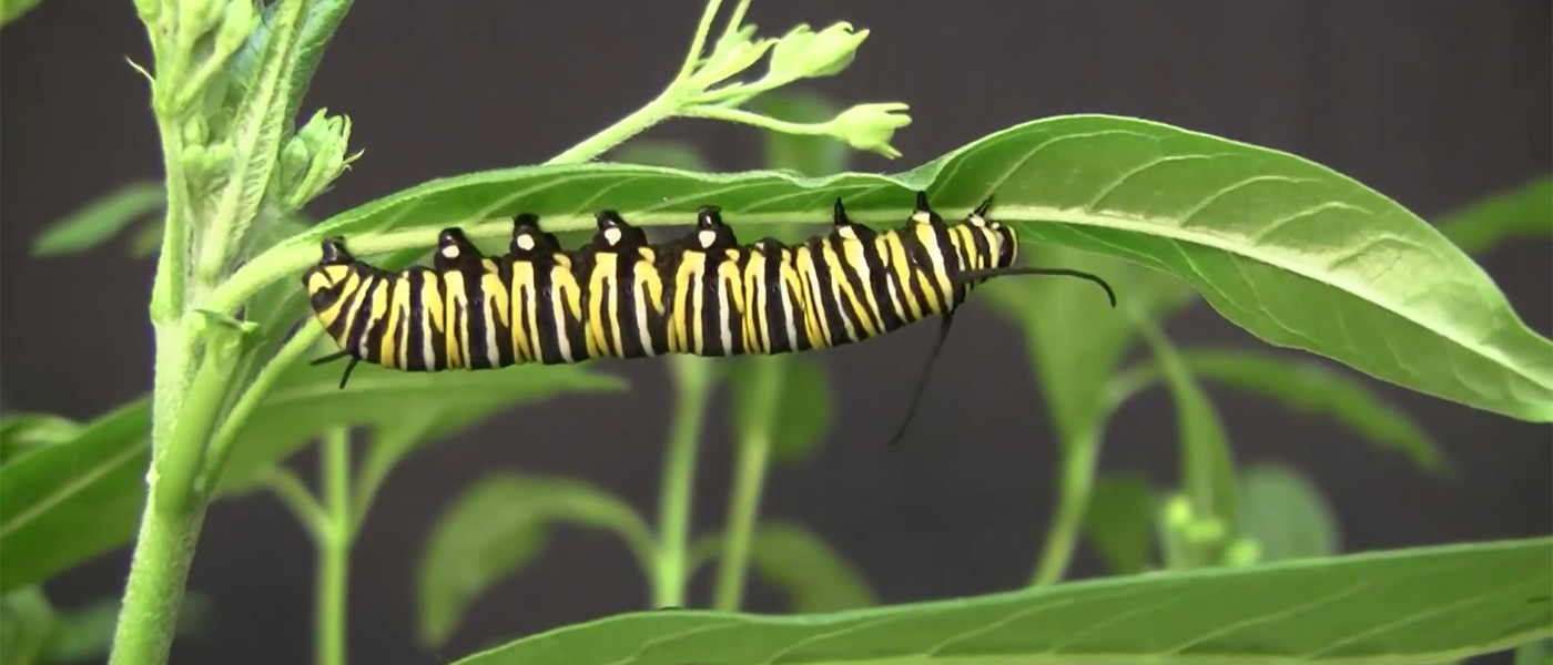 Monarch Caterpillar Stages With Pictures Facts: Larval, 43% OFF