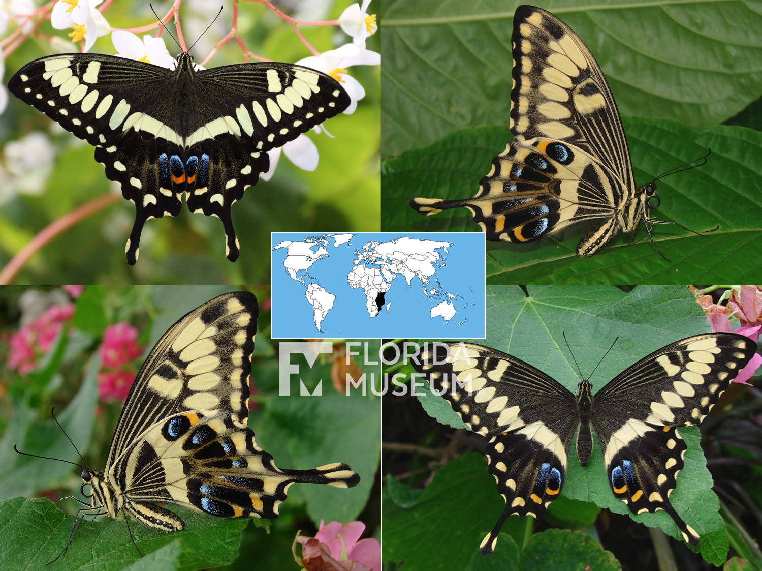 ID Guide: Yellow Butterflies – Exhibits