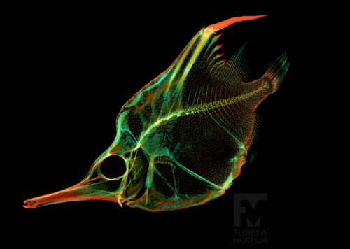 Inner Beauty – Exhibits