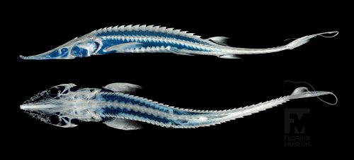 Inner Beauty – Exhibits