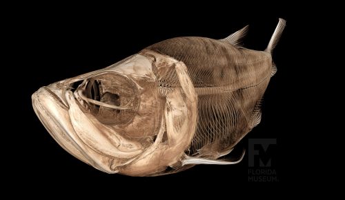 Inner Beauty – Exhibits