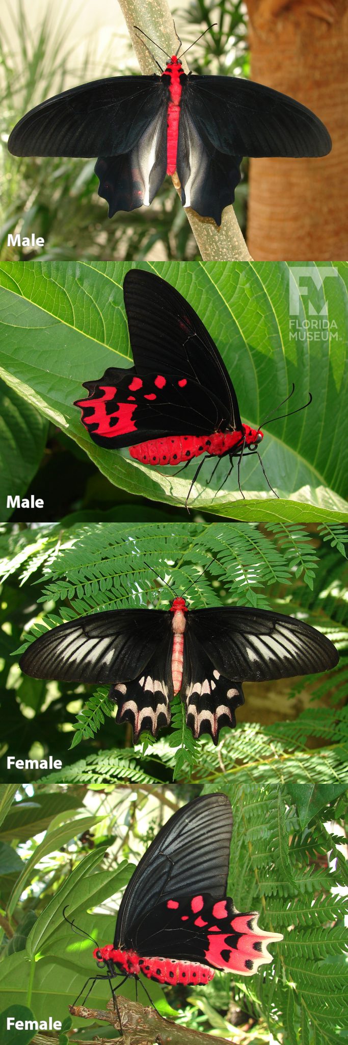 Bat Wing – Exhibits