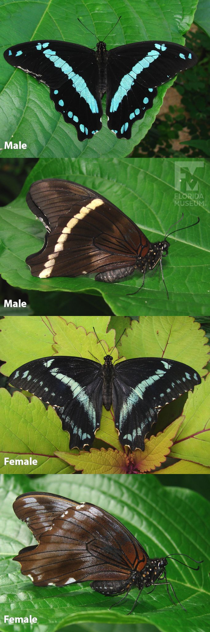 Blue-banded Swallowtail – Exhibits