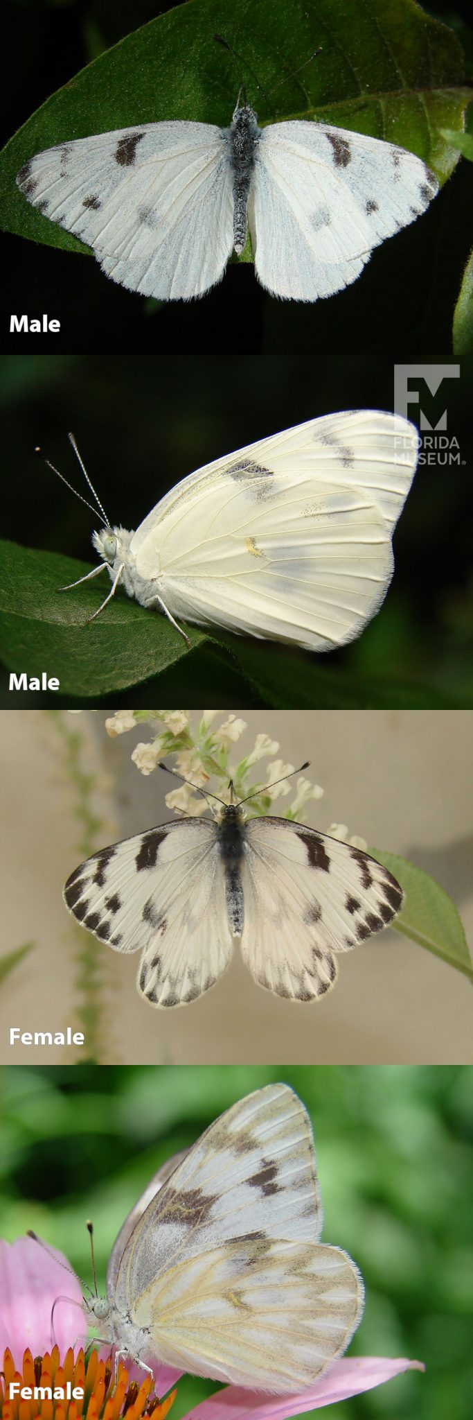 Checkered White – Exhibits