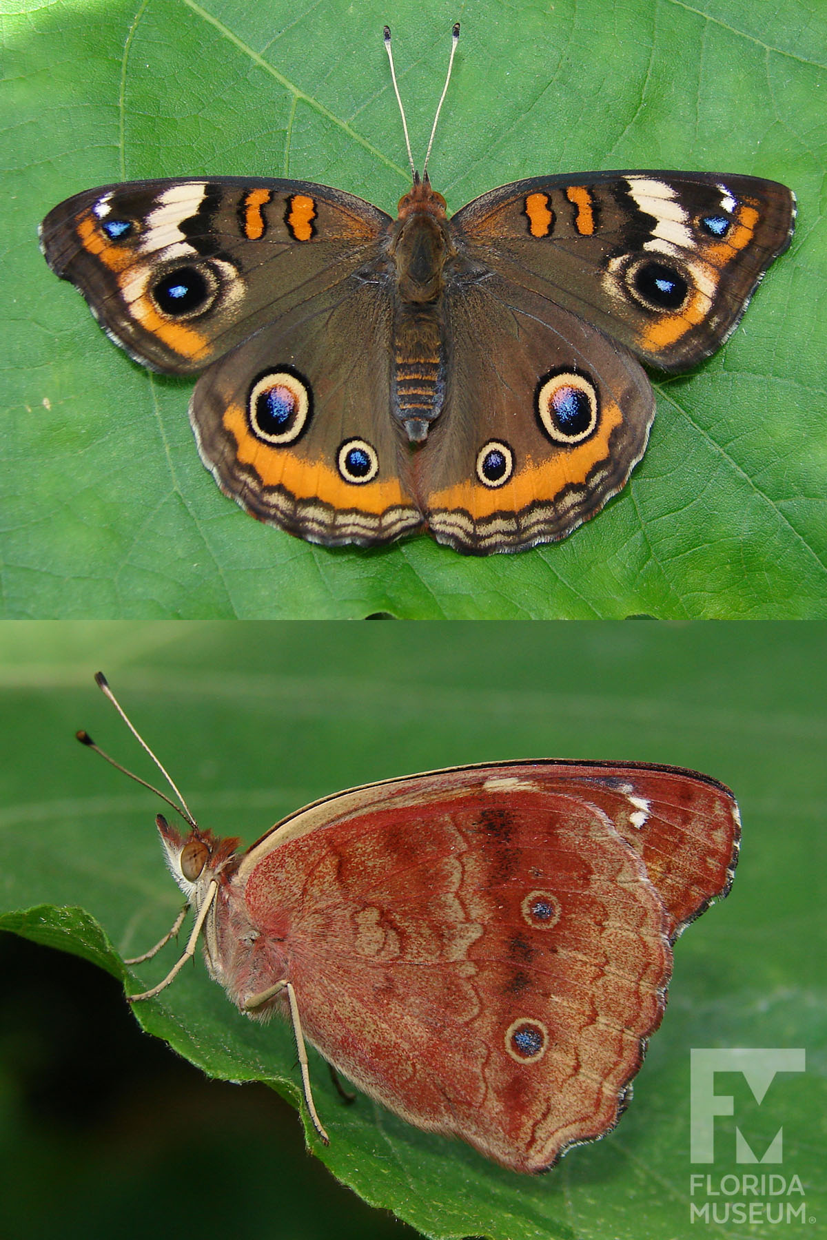 Common Buckeye – Exhibits