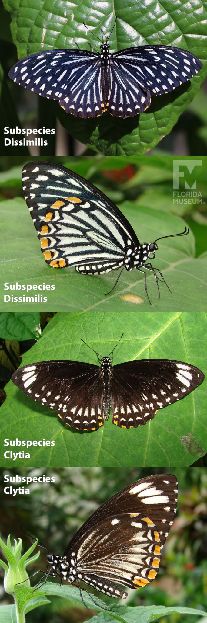 Common Mime – Exhibits