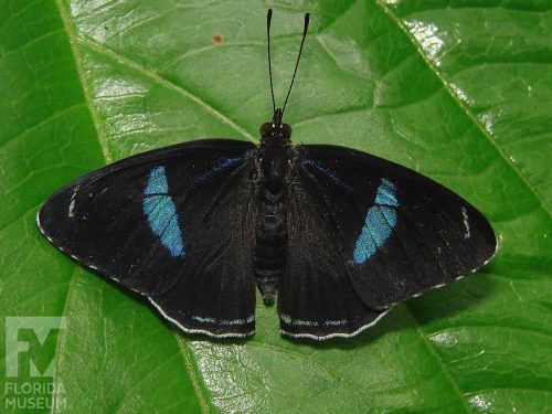 Cramer’s 88 – Exhibits