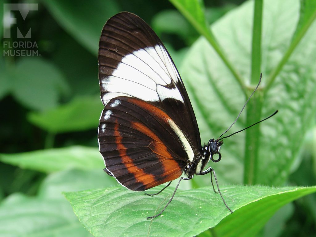 Cydno Longwing – Exhibits