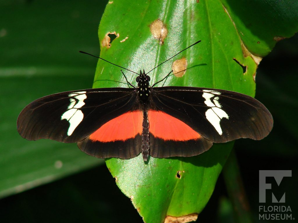 Mexican Longwing – Exhibits