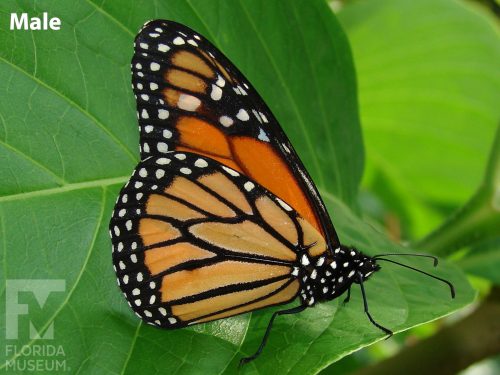 Monarch – Exhibits