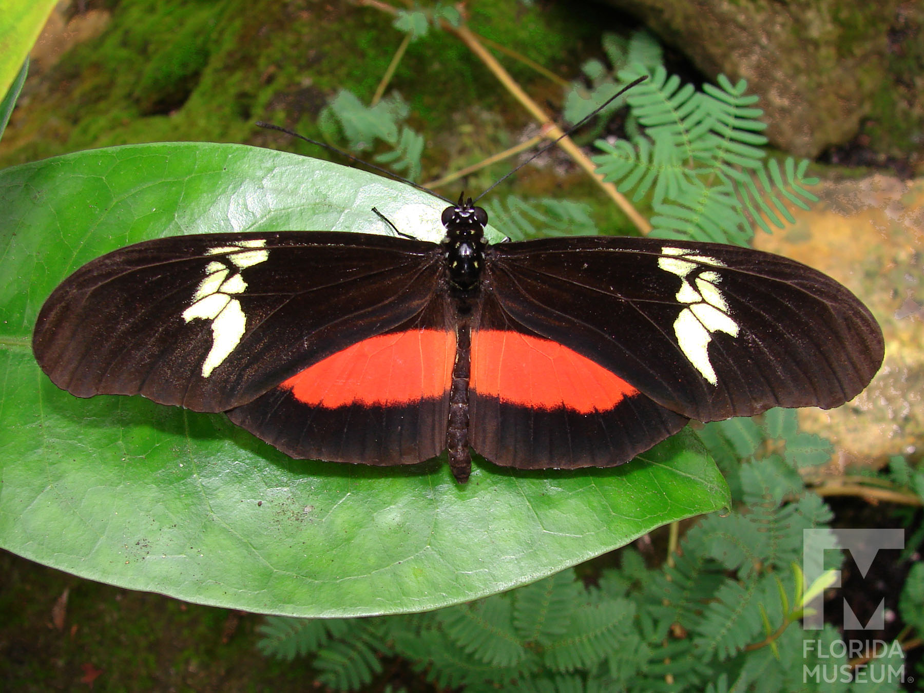 Mexican Longwing – Exhibits