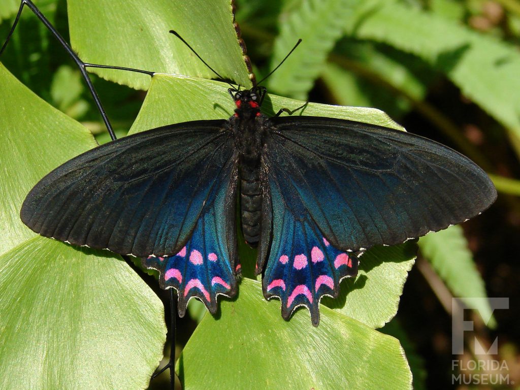 Pink-spotted Cattleheart – Exhibits