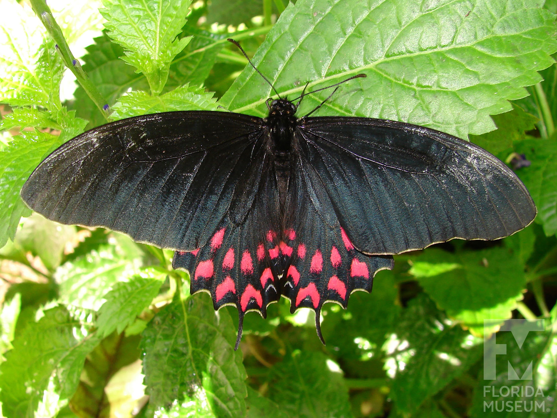 Crescent Swallowtail – Exhibits