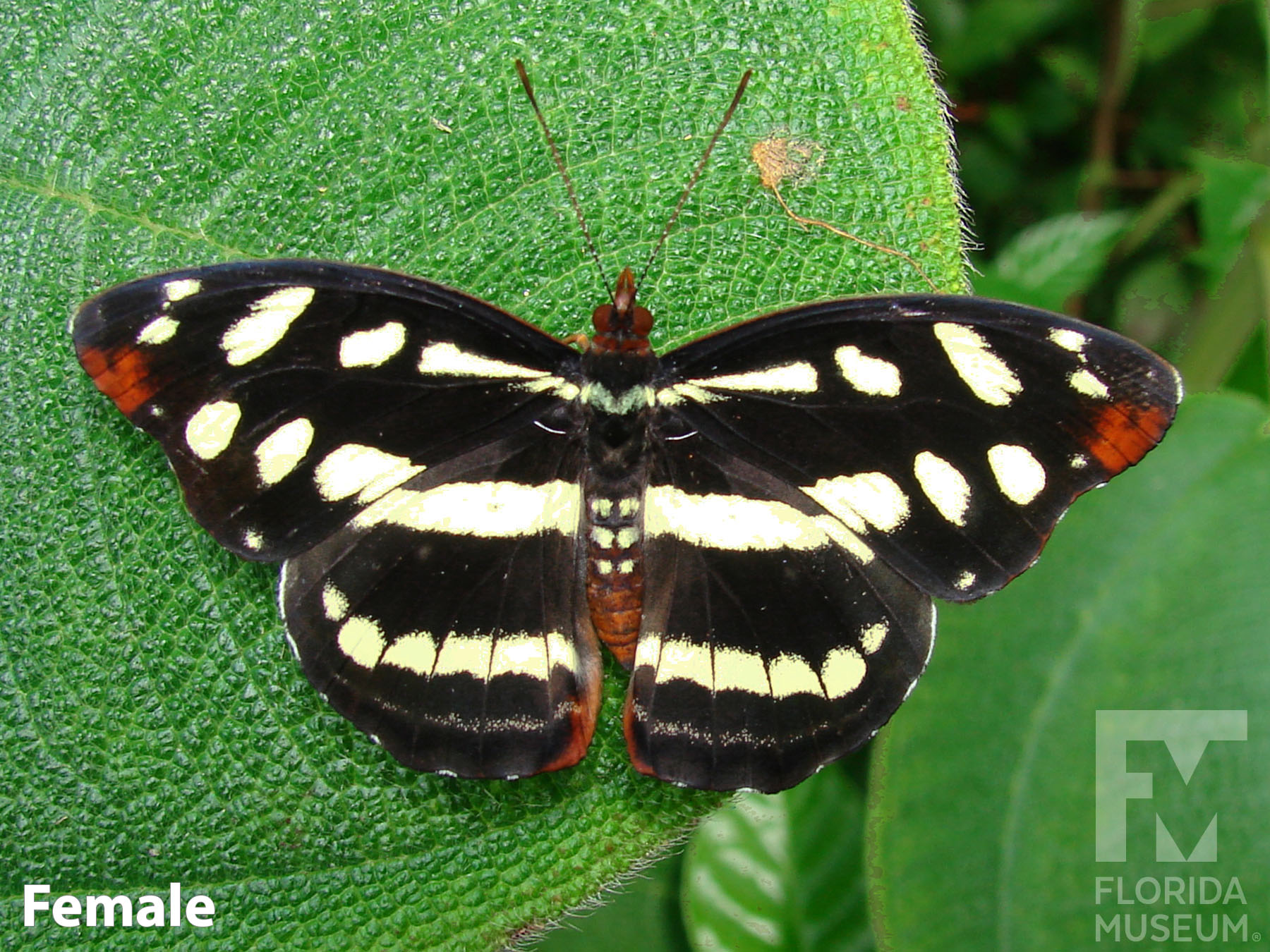 Mexican Shoemaker – Exhibits