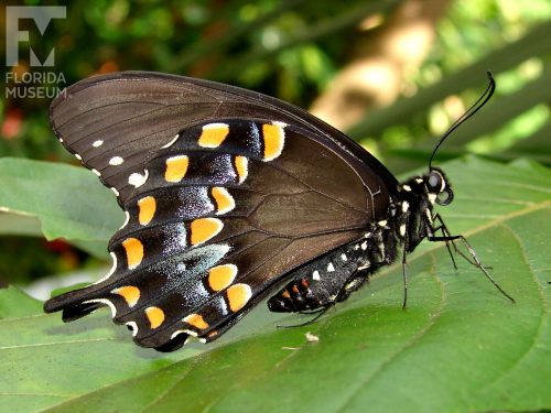 Spicebush Swallowtail – Exhibits