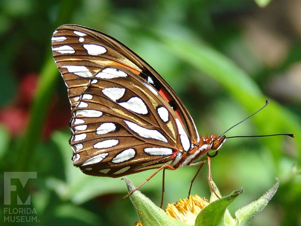 Gulf Fritillary – Exhibits