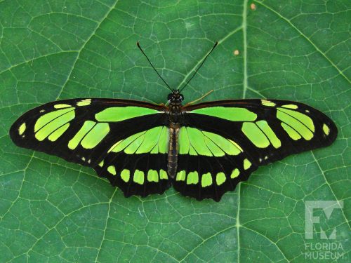 Green Longwing – Exhibits