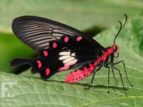 Common Rose – Exhibits