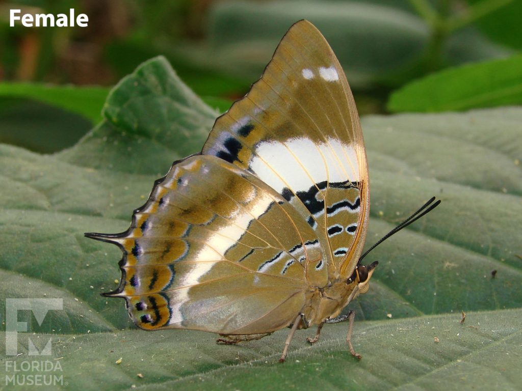 Violet-spotted Charaxes – Exhibits