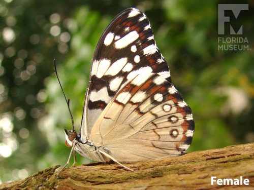 Black-patched Cracker – Exhibits