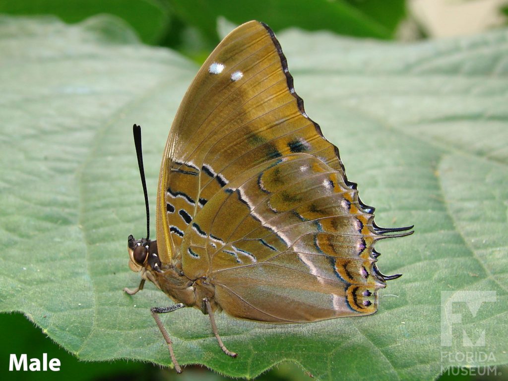Violet-spotted Charaxes – Exhibits