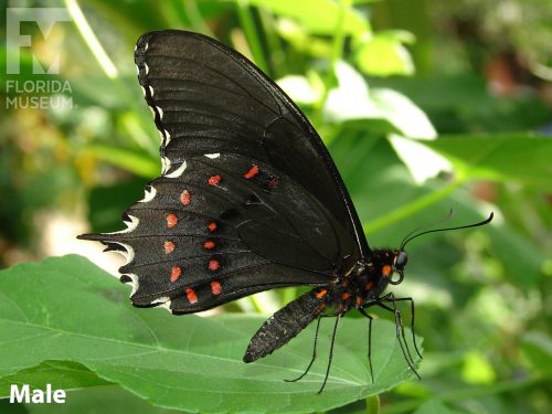 Pale-spotted Swallowtail – Exhibits