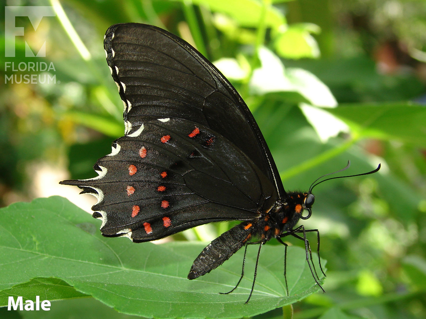 Pale-spotted Swallowtail – Exhibits