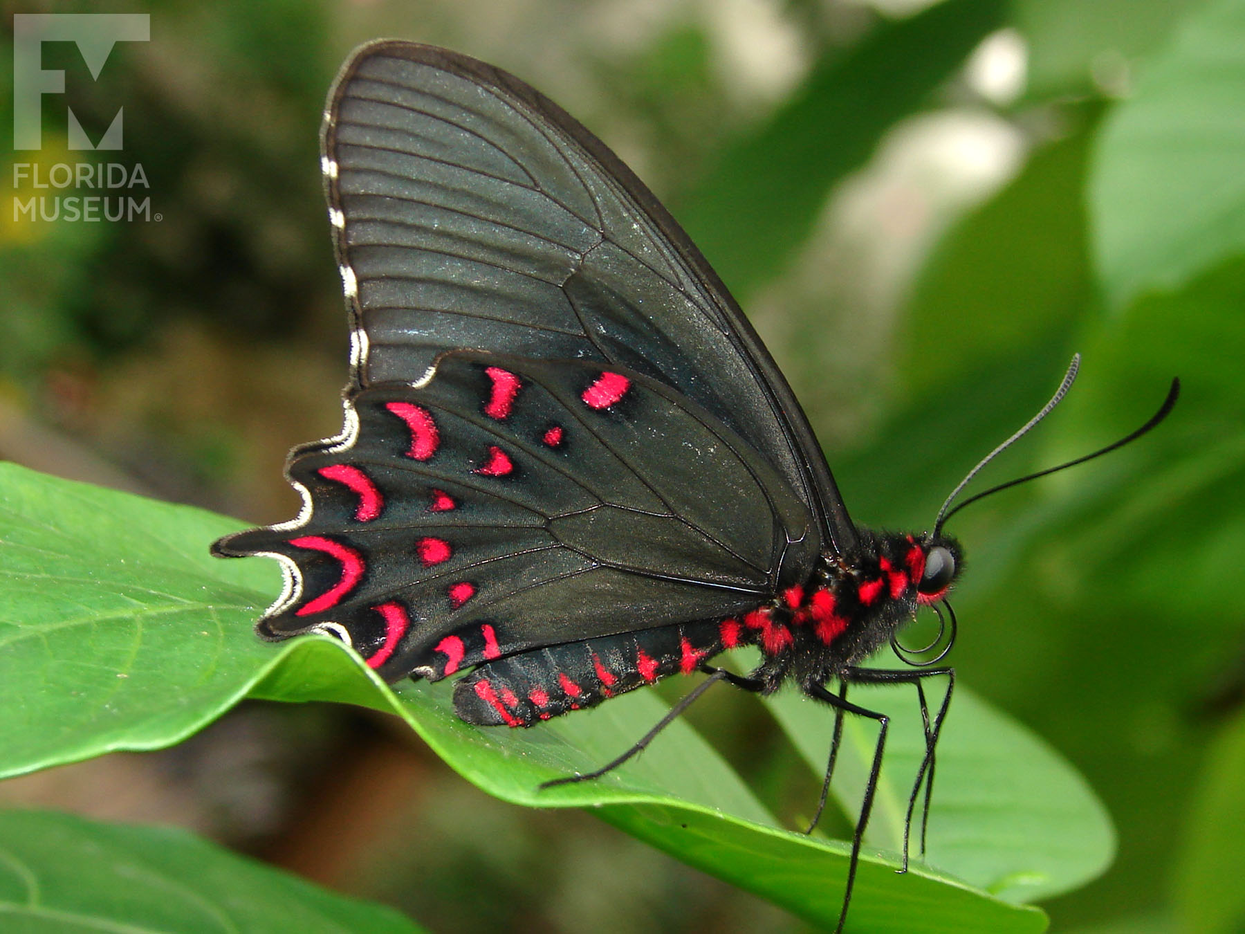 Pink-spotted Cattleheart – Exhibits