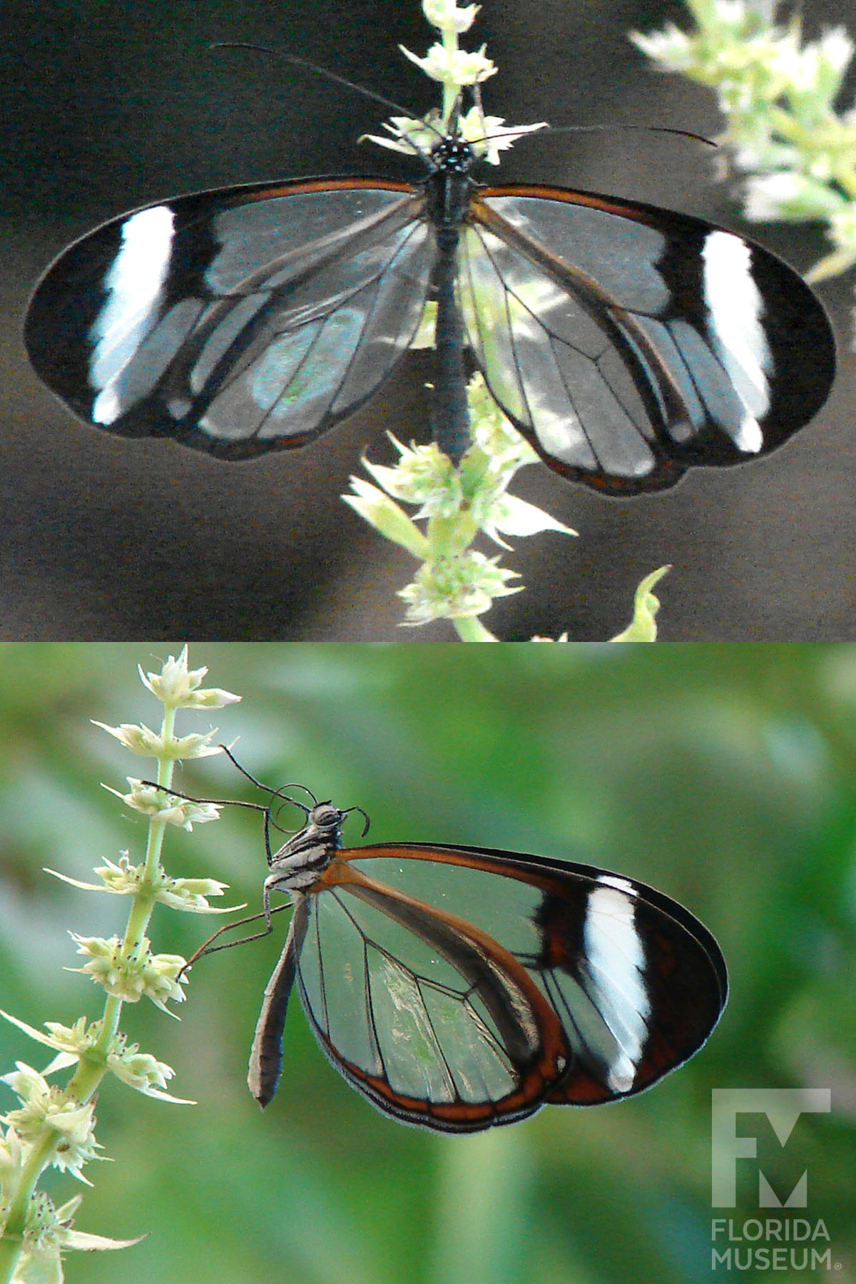 Glasswing – Exhibits