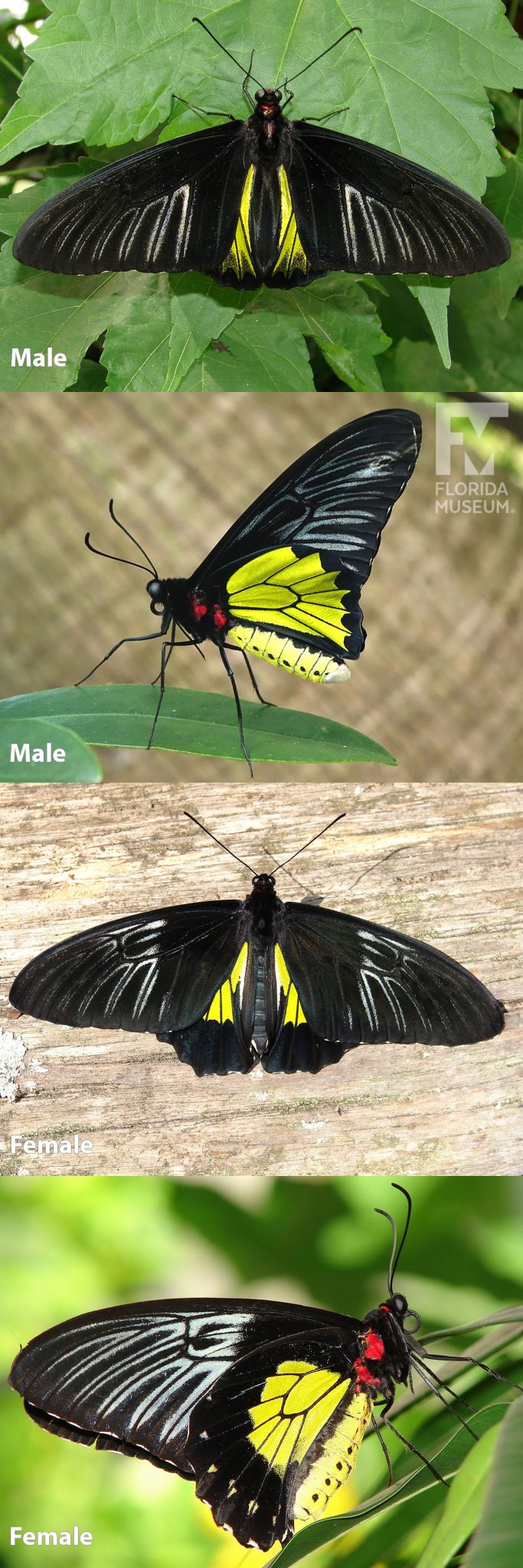 Golden Birdwing – Exhibits