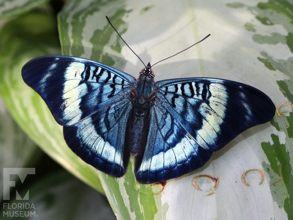 Prola Beauty – Exhibits