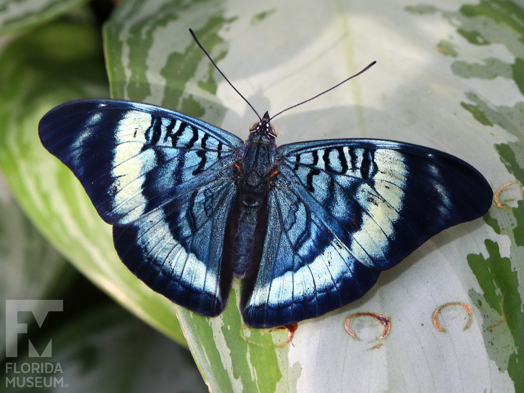 Prola Beauty – Exhibits